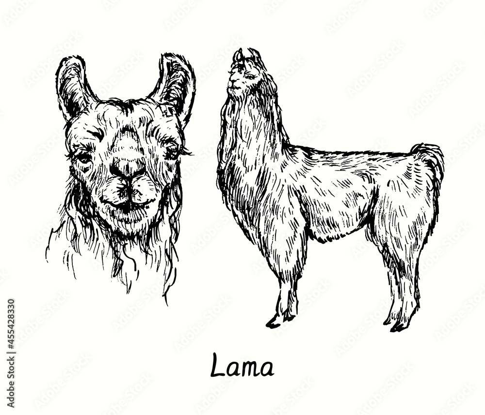 Lama face front view and standing side view. Ink black and white doodle ...