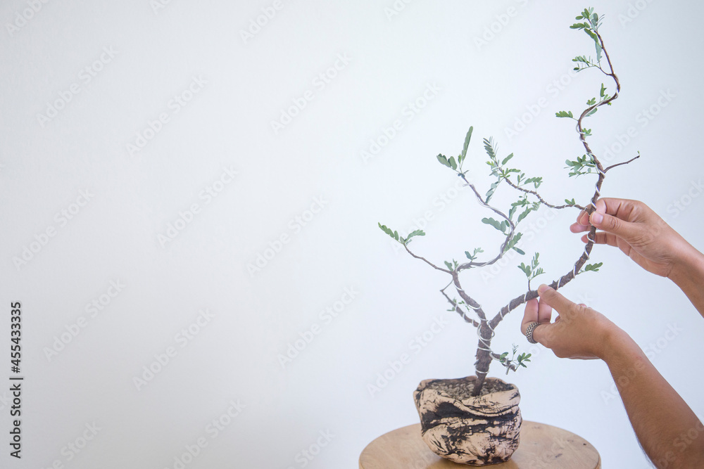 Hand cutting of bonsai trees.Senna meridionalis plants. Stock Photo ...