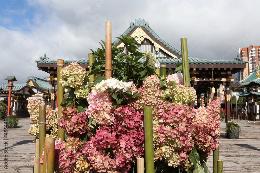 Pink flowers of hydrangea paniculata in Japanese garden. Little Japan ...