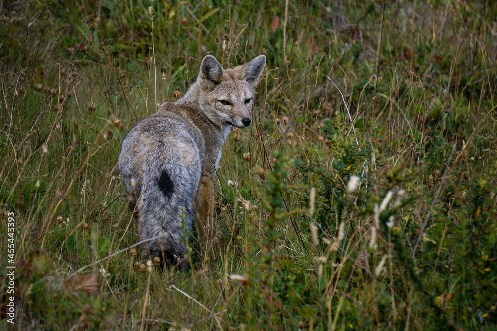 zorro gris o chilla (Lycalopex griseus), Parque nacional Torres del ...
