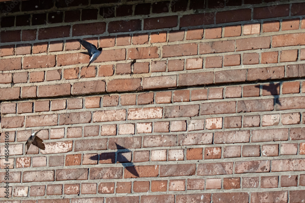 Swallow flying in front of red brick wall. Shadows of the birds are ...