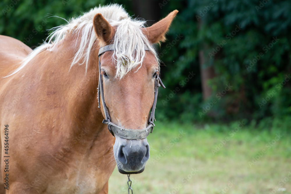 Sad neglected horse chained on a chain. Animal care concept. A village ...