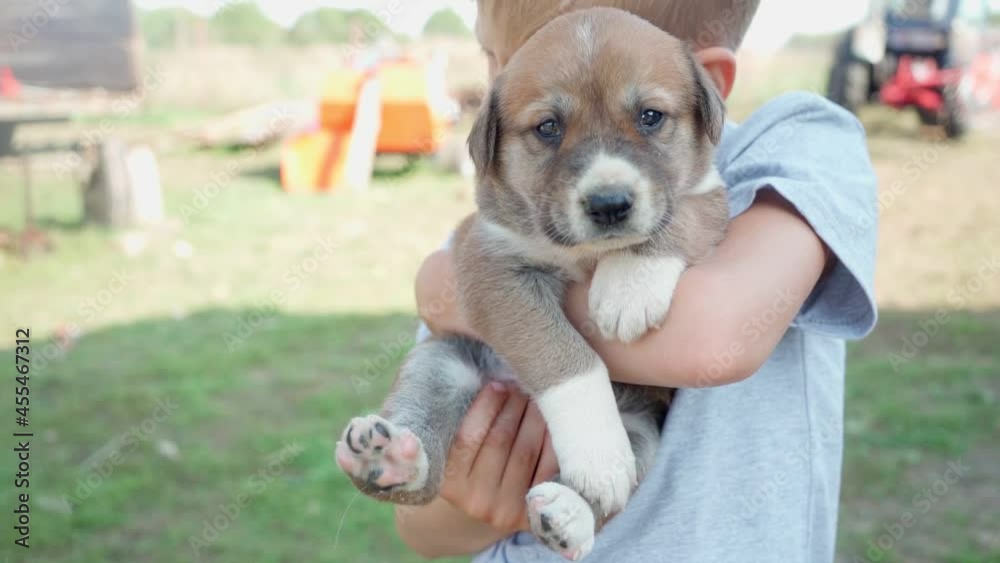 boy is holding cute little young puppy of Alabai breed in his arms. dog ...