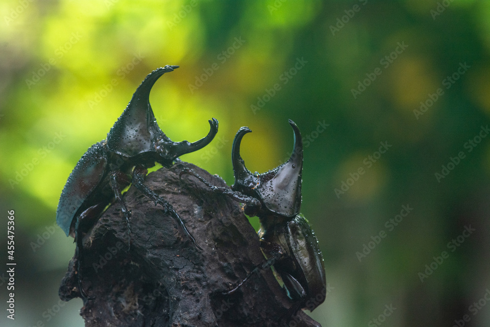 Siamese rhinoceros beetle, Fighting beetle, In the rainy season ...