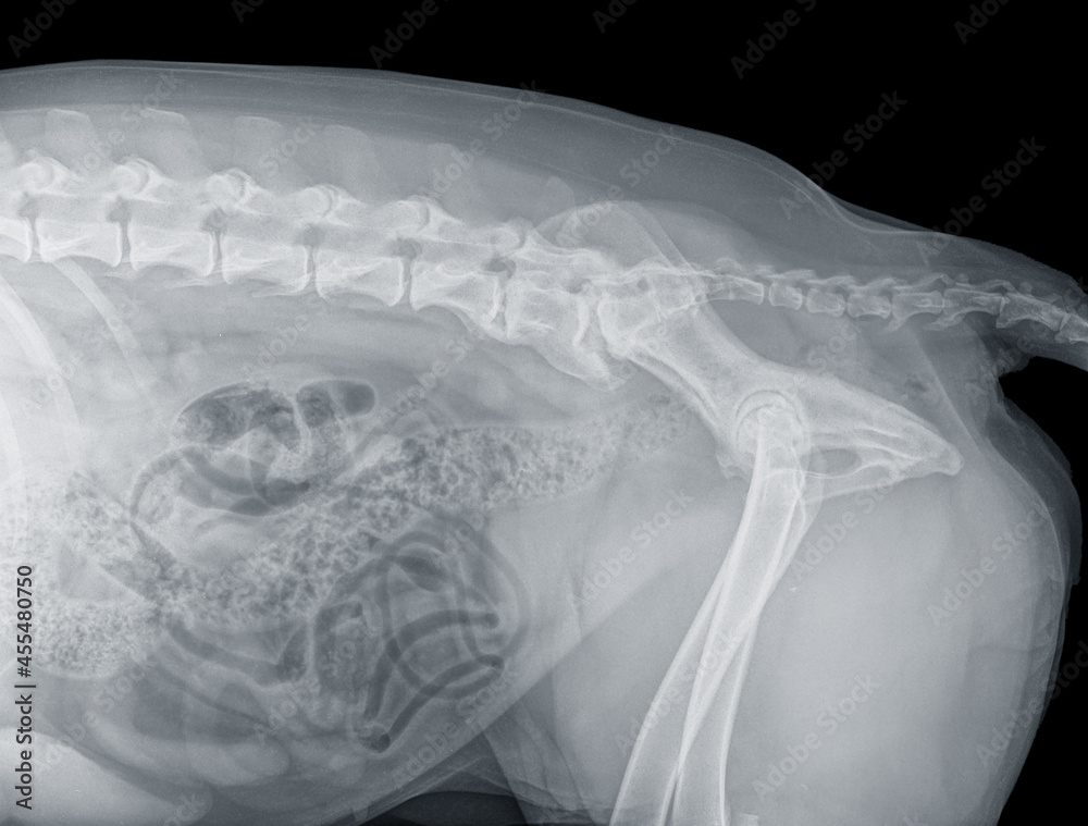 Digital x-ray of the hindquarters of a large dog in side view. The ...