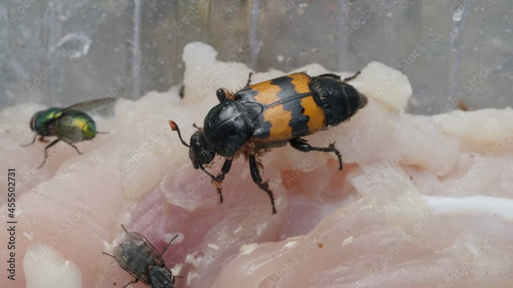 Burying beetle and flies on decaying meat. Video footage of a beetle ...
