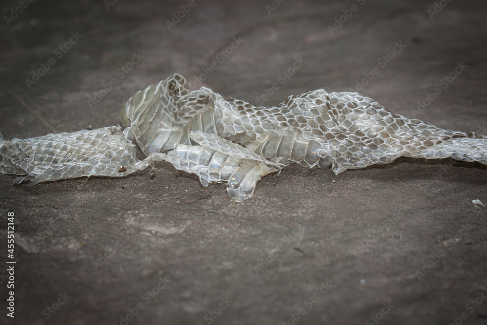 Shedded dry snake skin closeup. Molting snake. Natural skin texture ...