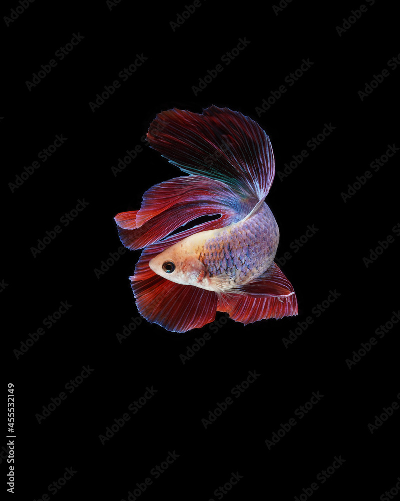 A betta fish is a small, freshwater fish that is brightly colored has ...
