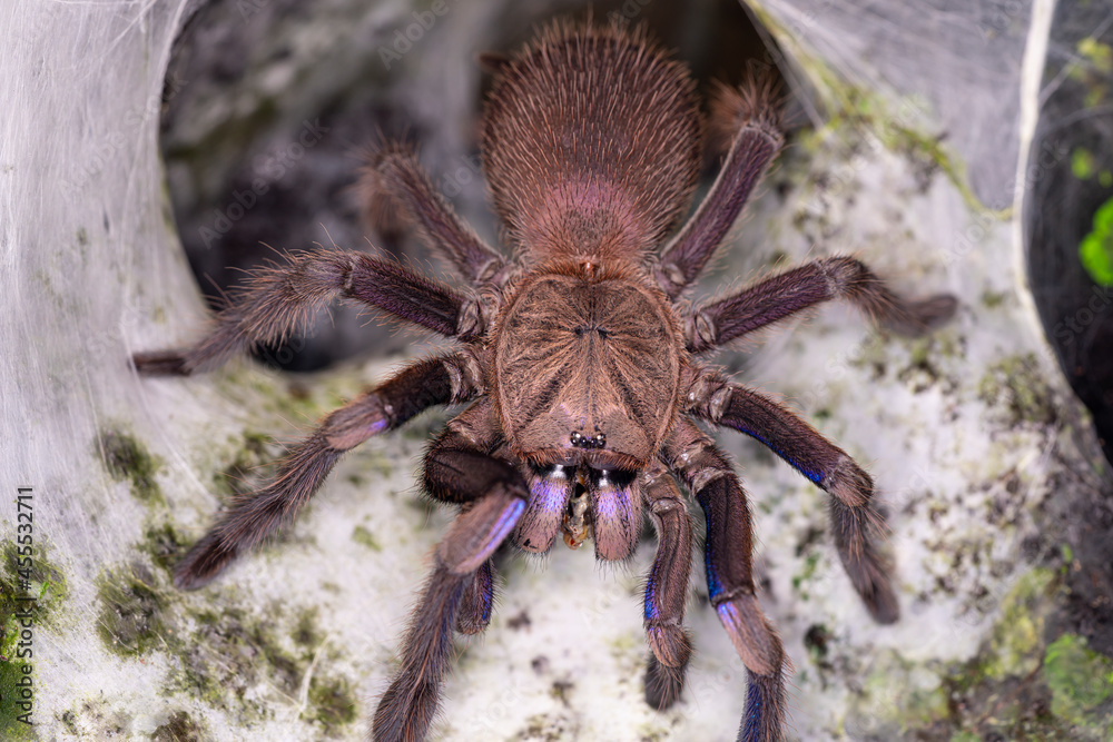 Tarantula, family Theraphosidae is building a nest. Tarantula Is a ...