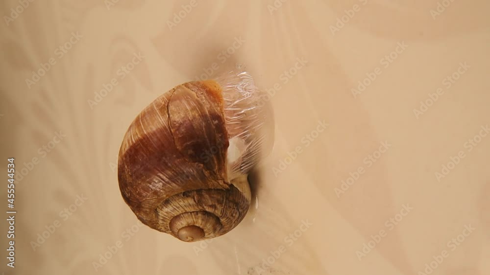 Snail sleeping on a white background. When a snail hibernates, it ...