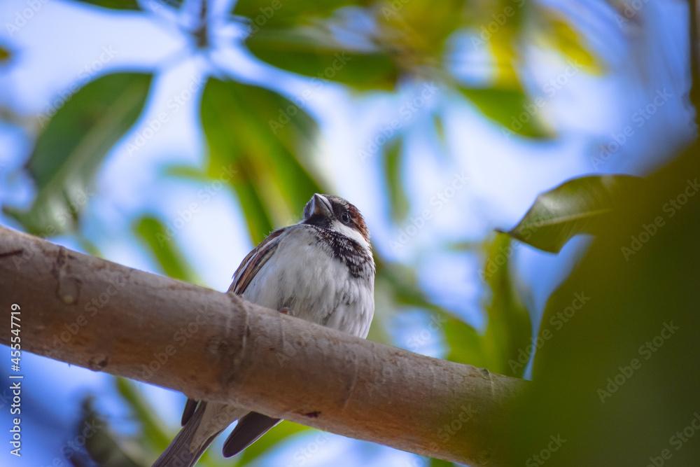Sparrow Asian Bird On fruit tree outdoors wild life animal common house ...
