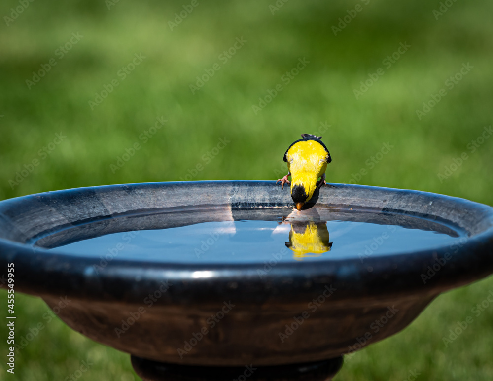 yellow gold finch drinking at water. Black birdbath reflecting his ...