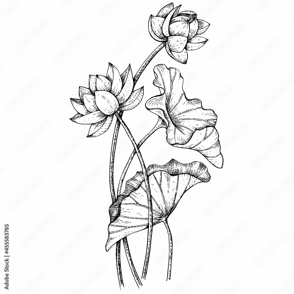 Hand drawing flower lotus engraving style Stock Vector | Adobe Stock
