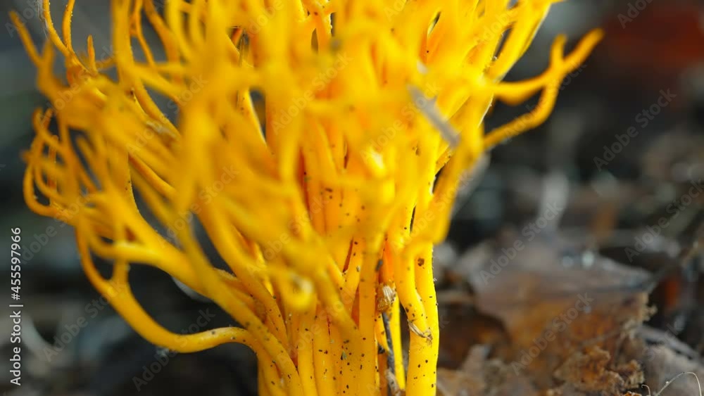 Closer look of the stalks of the Cordyceps militaris fungus in yellow ...