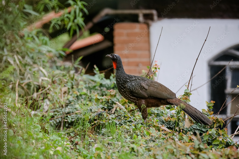 Foto de Jacu Penelope is a genus of craciform birds, which contains ...