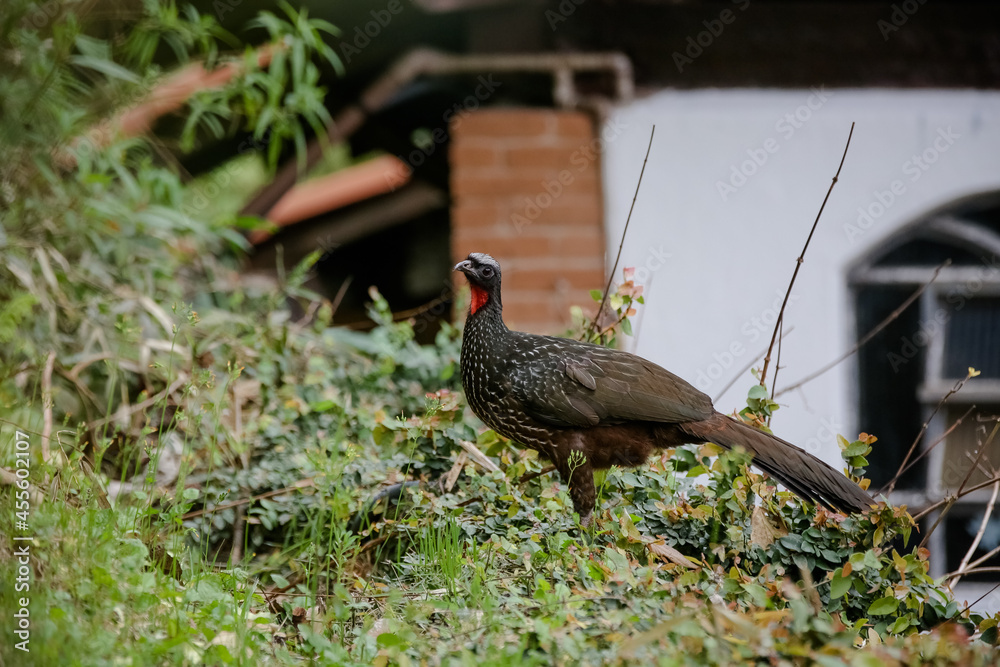 Foto de Jacu Penelope is a genus of craciform birds, which contains ...