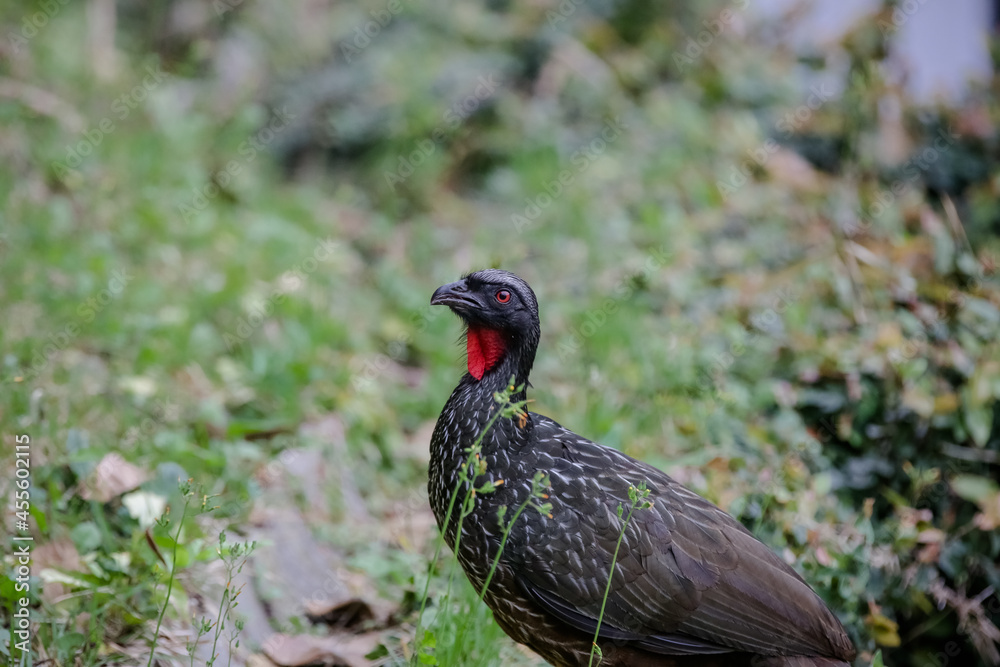 Jacu Penelope is a genus of craciform birds, which contains fifteen ...