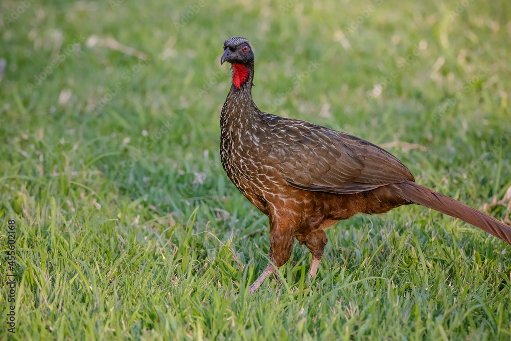 Jacu Penelope is a genus of craciform birds, which contains fifteen ...