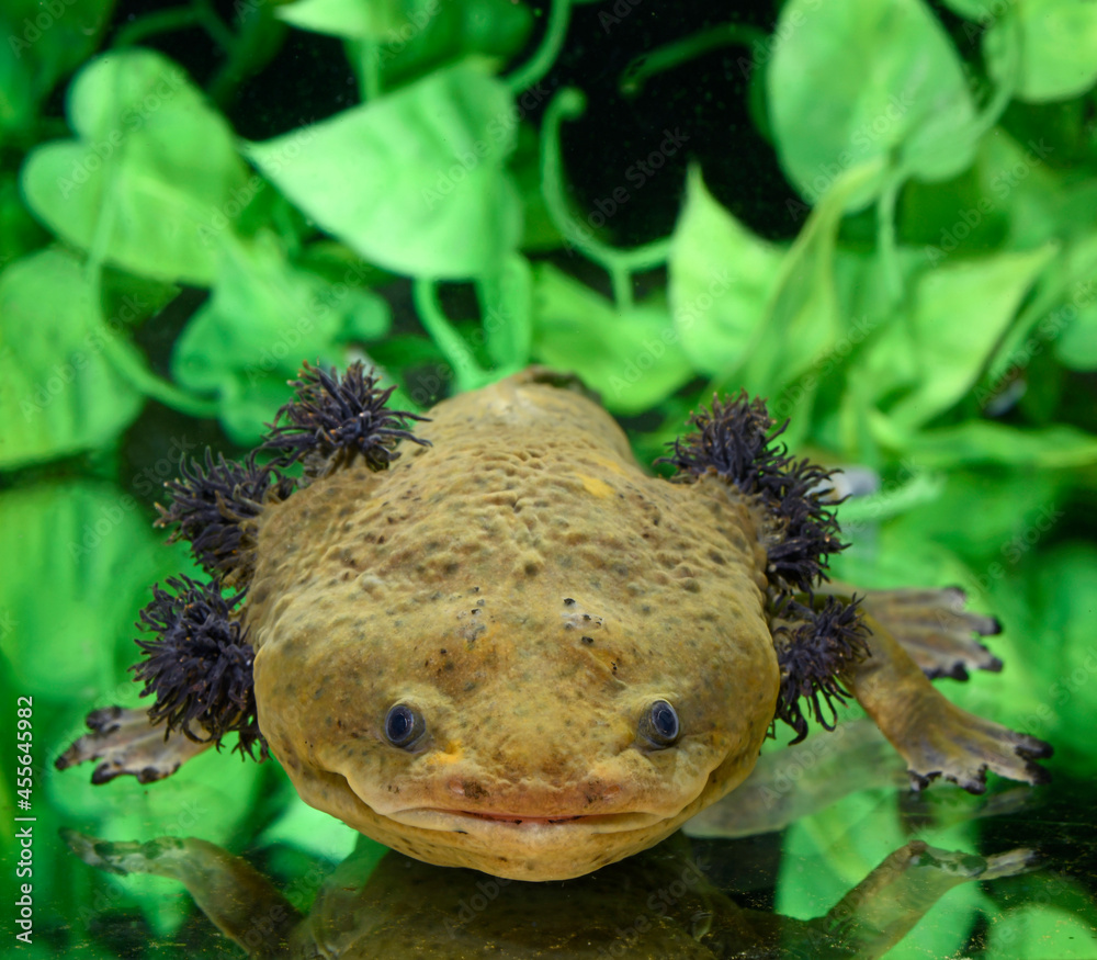 Dumerils Querzahnmolch // Lake Patzcuaro salamander (Ambystoma ...