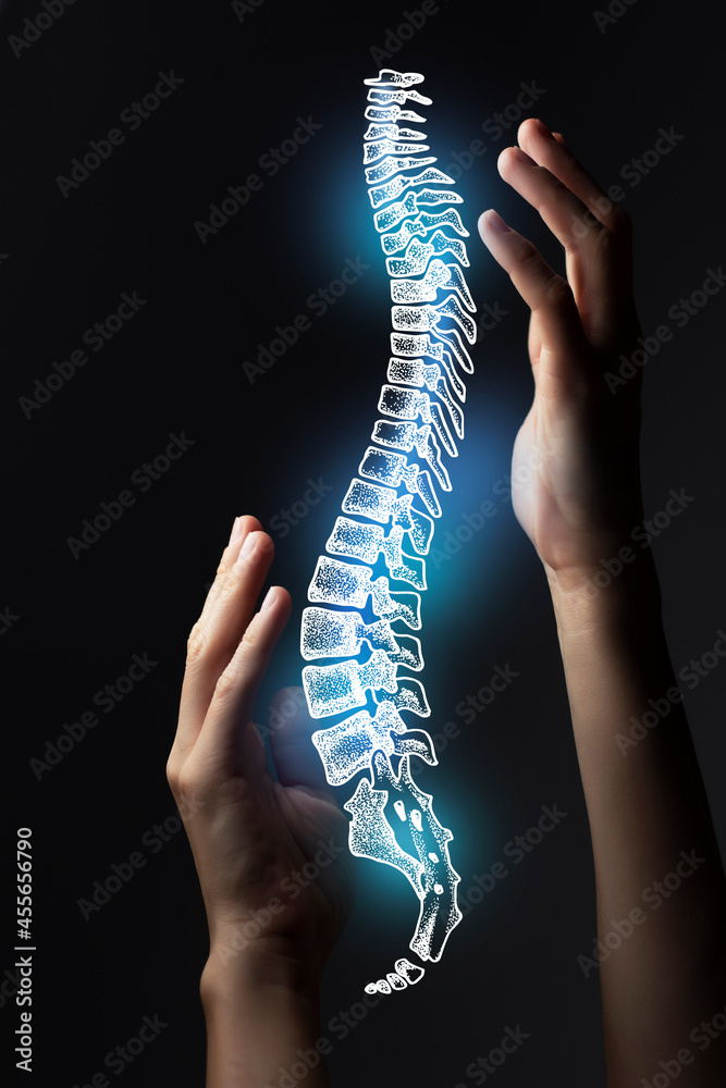 Aesthitic handdrawn illustration of human spine highlighted blue. Photo ...