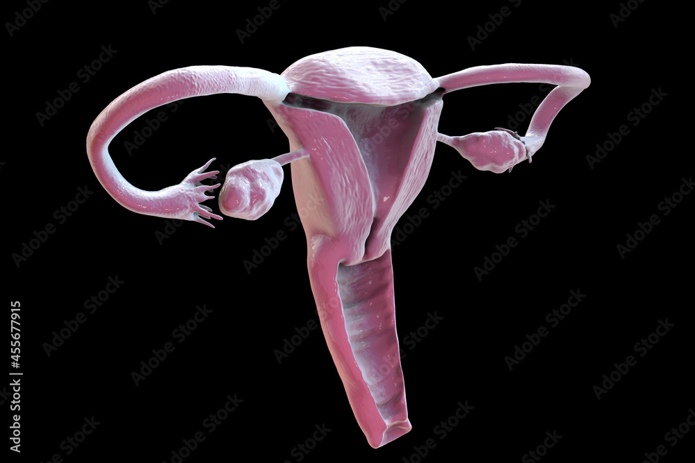 Anatomy of female reproductive system Stock Illustration | Adobe Stock