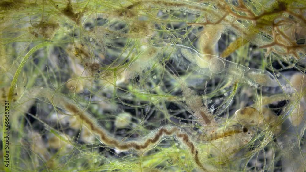 Vidéo Stock There are many different microorganisms in a drop of water ...