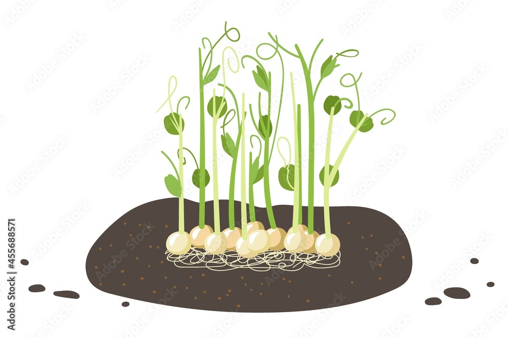 Fresh green peas. Cultivation of microgreen peas, young sprout, pea ...