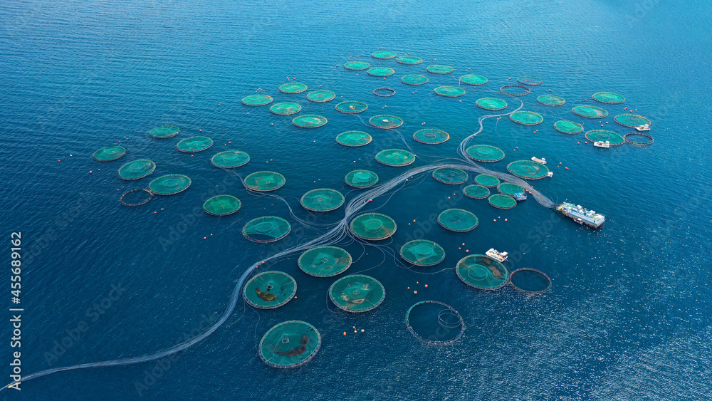 Aerial drone photo of latest technology auto feeding fish farming ...