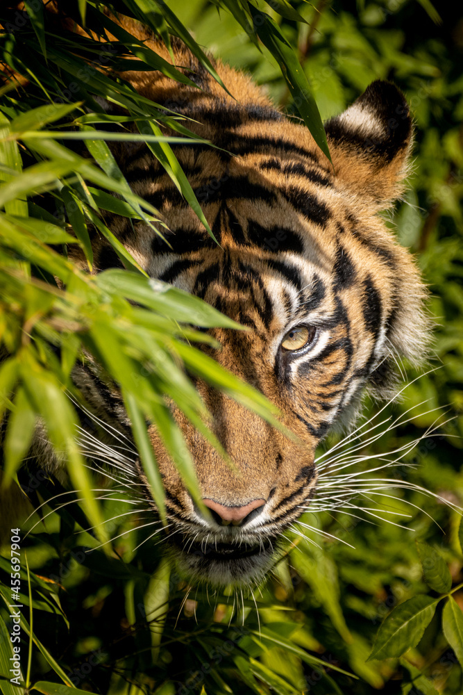Tiger In The Jungle