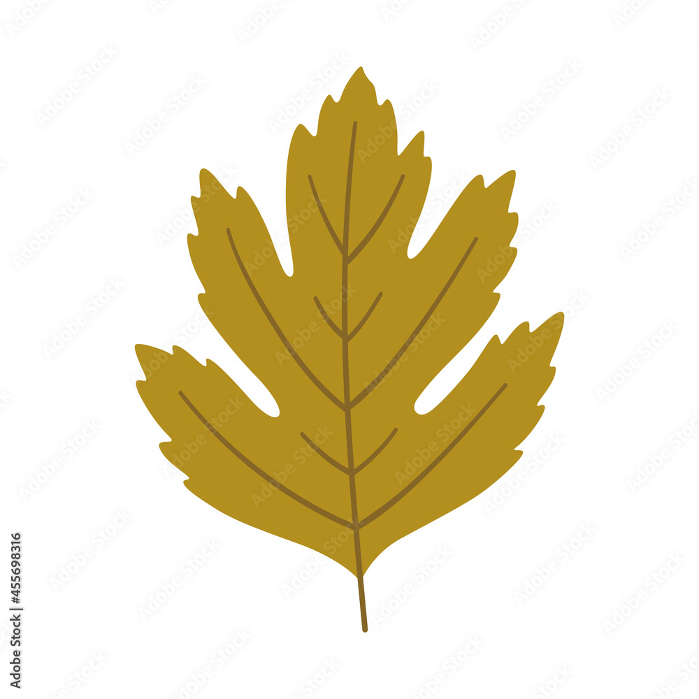 Hawthorn autumn leaf on white background. Warm colors of fall, vector ...