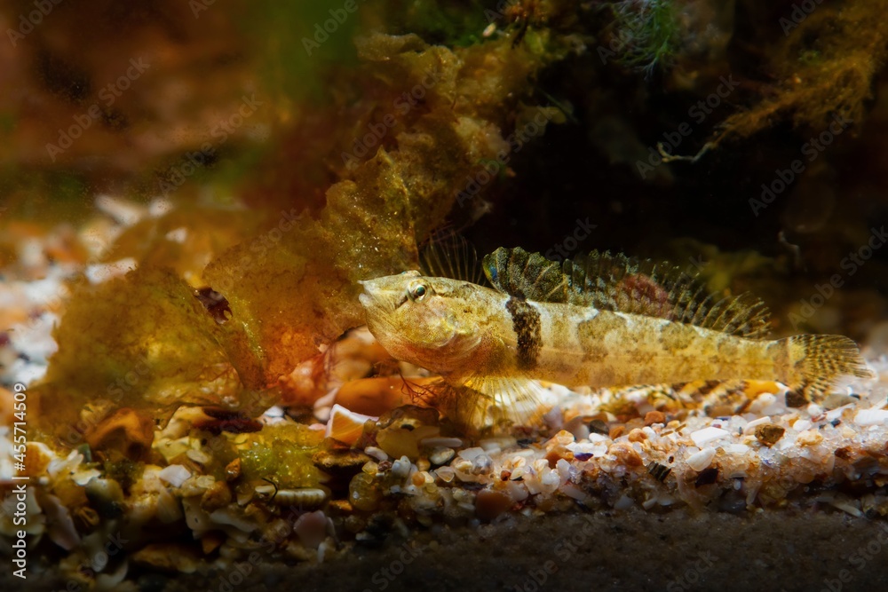 tubenose goby, timid, healthy, active gobiidae, dwarf saltwater species ...