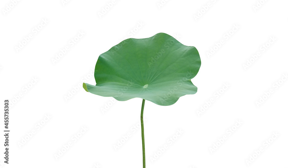 Top veiw, Single lotus leaf green isolated on white for background or ...