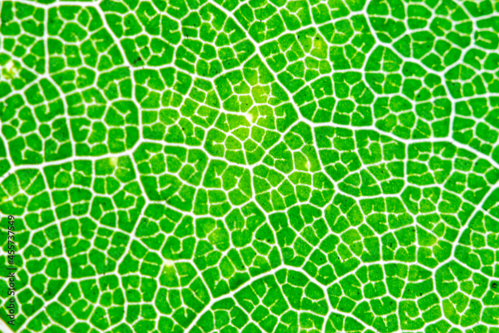 leaves magnified under the microscope for study on climate change Stock ...