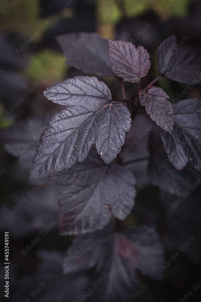 Beautiful nature background. Close-up of leaves of bush ninebark ...