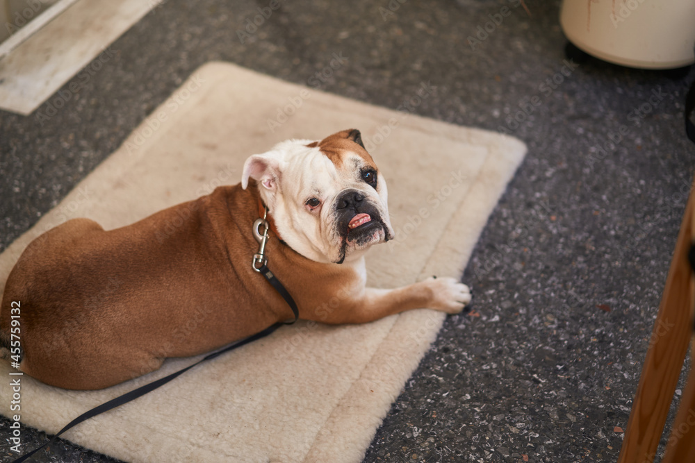 Funny dog lying on soft mat Stock Photo | Adobe Stock