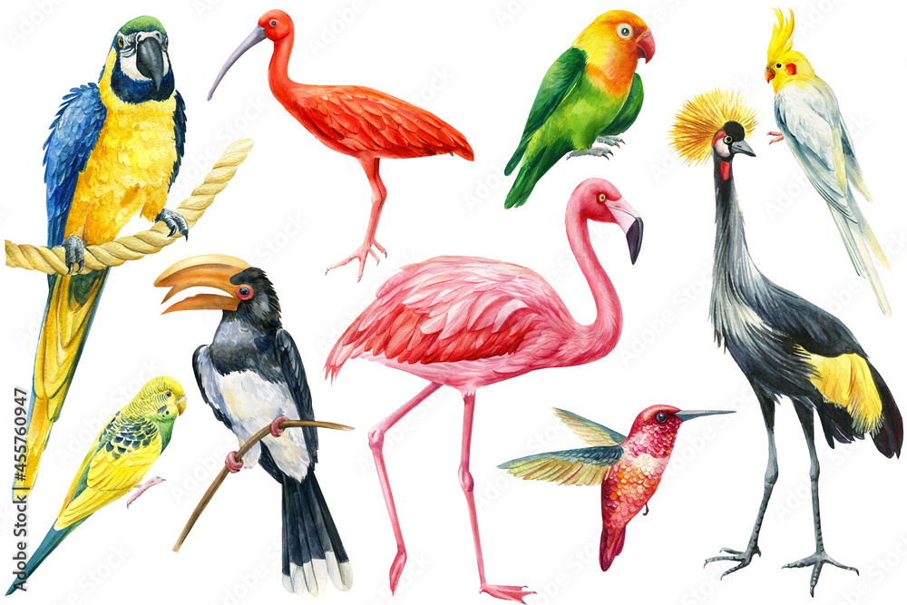 Set of tropical birds on isolated white background, watercolor ...