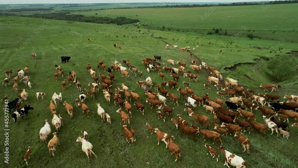 Aerial photography of cows. Dairy farm. Cattle on green field. Cow farm ...