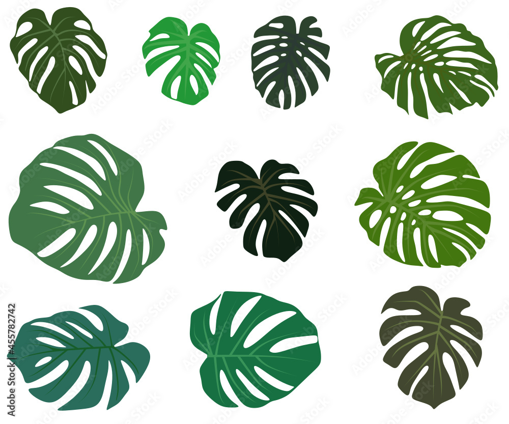 Monstera tropical plant svg vector illustration set Stock Vector ...