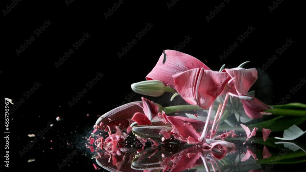 Vídeo do Stock: Super slow motion explosion of red rose frozen in ...
