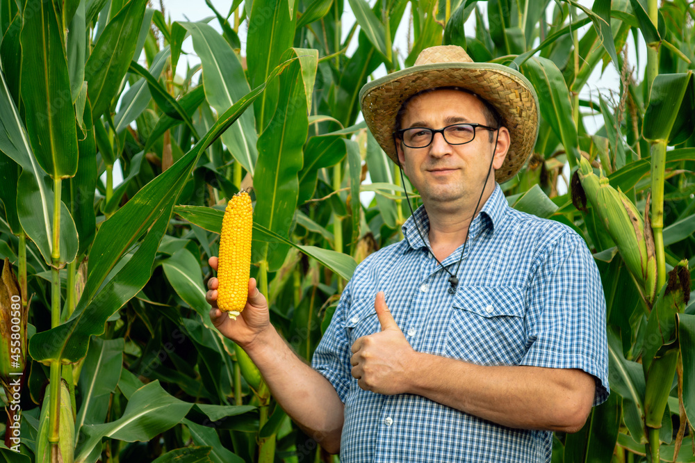 Senor farmer in the hat and glasses raises his thumb up. Good harvest ...