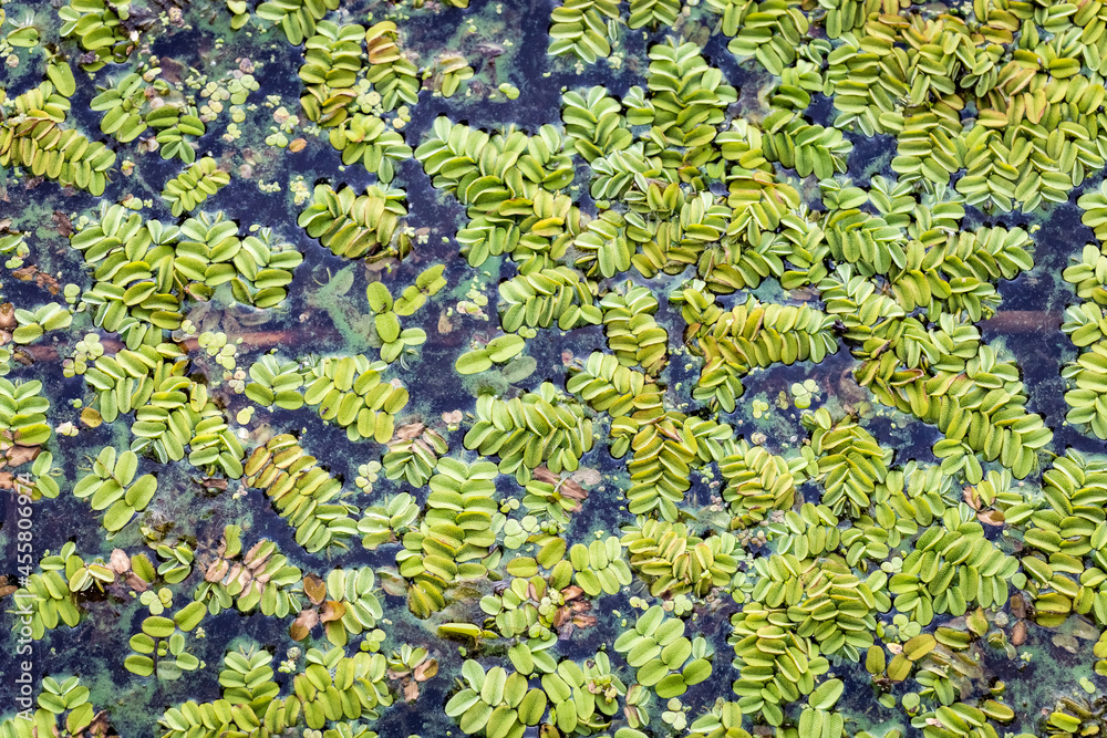 Floating aquatic fern Salvinia natans known as floating watermoss ...