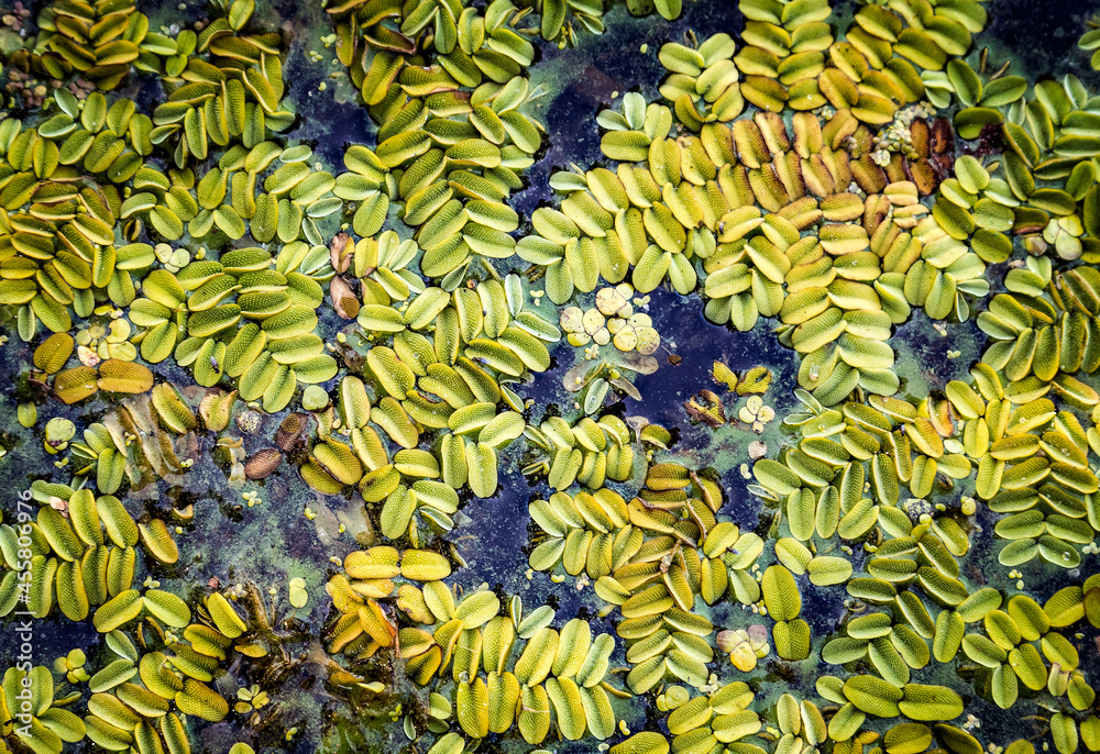 Floating aquatic fern Salvinia natans known as floating watermoss ...