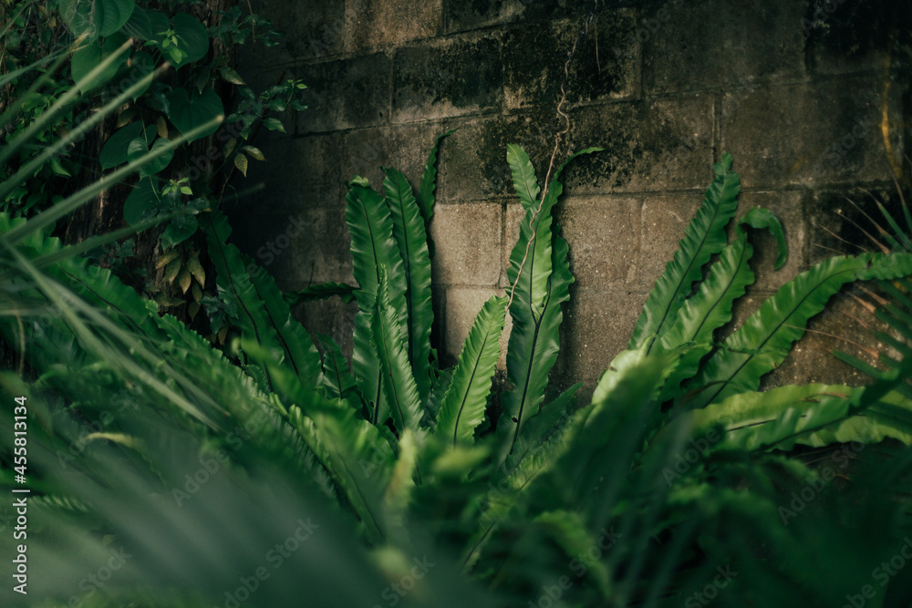 Plants Growing in an Alley way Stock Photo | Adobe Stock