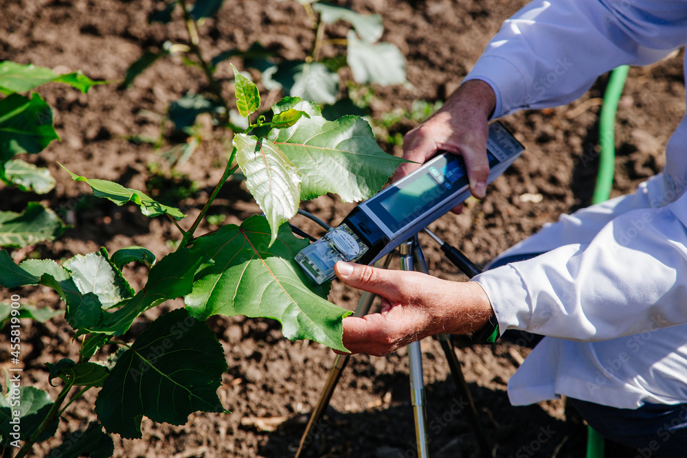 Scientist is measuring plant photosynthesis of young poplar tree Stock ...