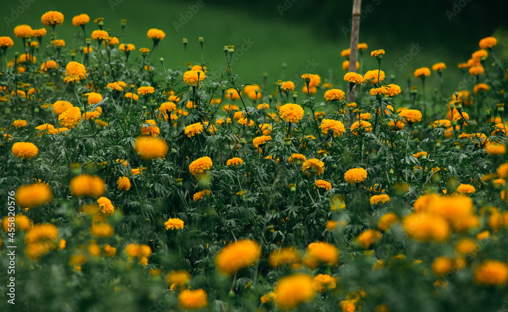 Marigold field Stock Photo | Adobe Stock