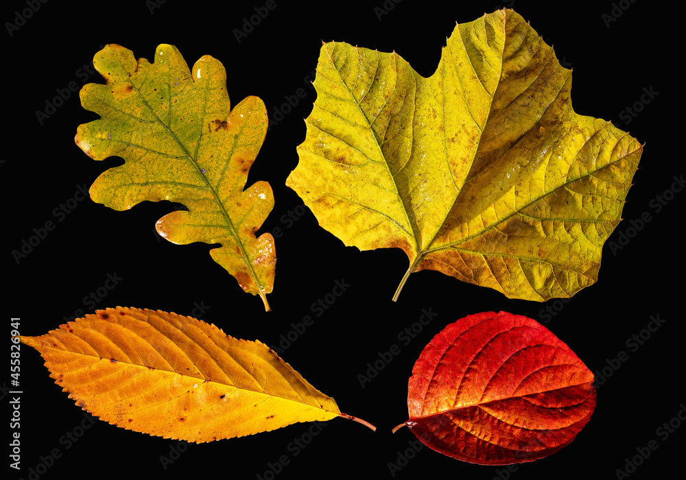 Different colored fall leaves. Set of olorful leaves isolated on black ...