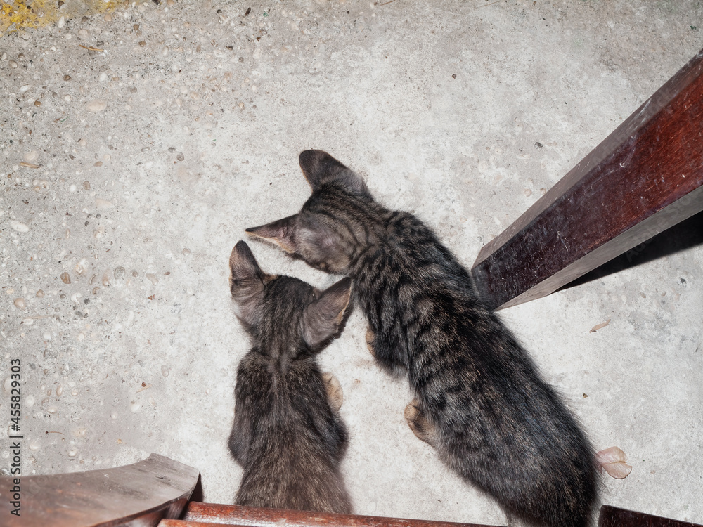 Stray cats Stock Photo | Adobe Stock