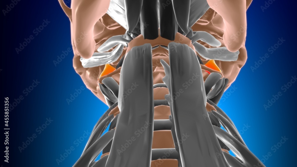Rectus capitis lateralis Muscle Anatomy For Medical Concept 3D Stock ...
