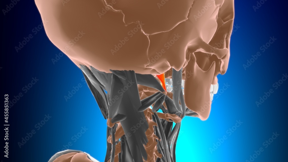 Rectus capitis lateralis Muscle Anatomy For Medical Concept 3D Stock ...