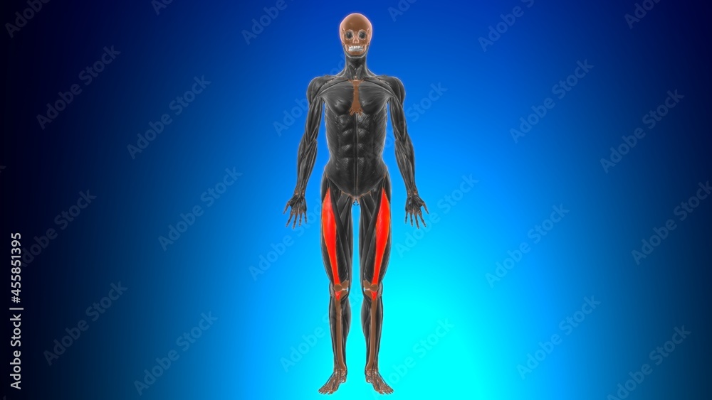 Rectus femoris muscle Anatomy For Medical Concept 3D Stock Illustration ...